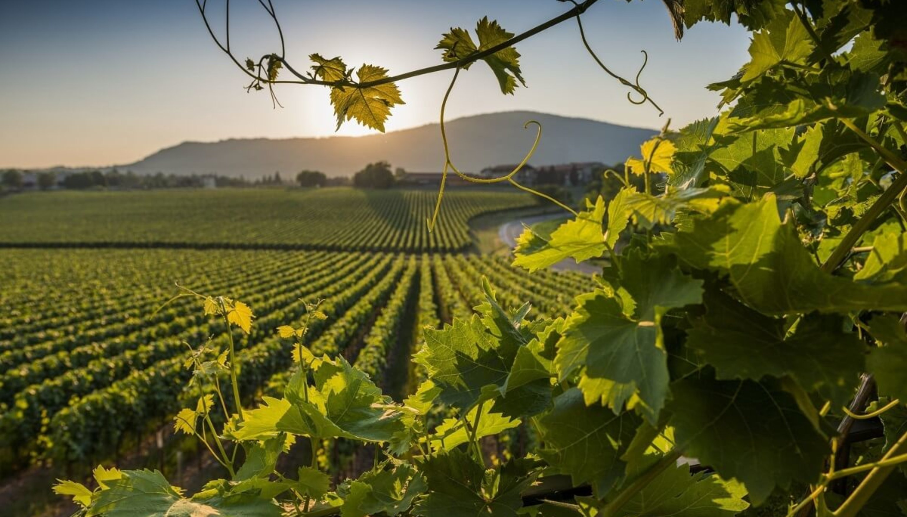 Franciacorta sparkling wine tour - Wine tour from Milan - Go Italy Tours